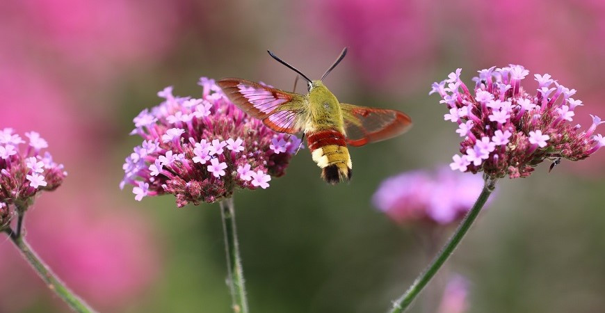 Semena trvalek – sporýš – okrasné rostliny
