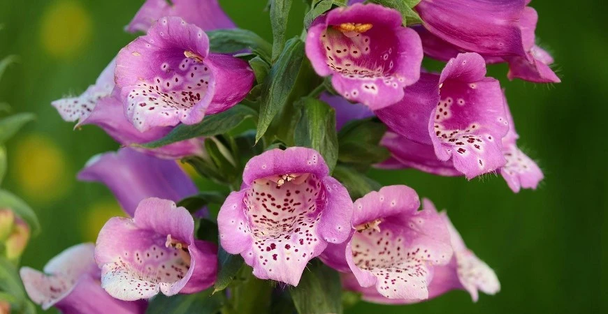 Semena trvalek – náprstník – okrasné rostliny